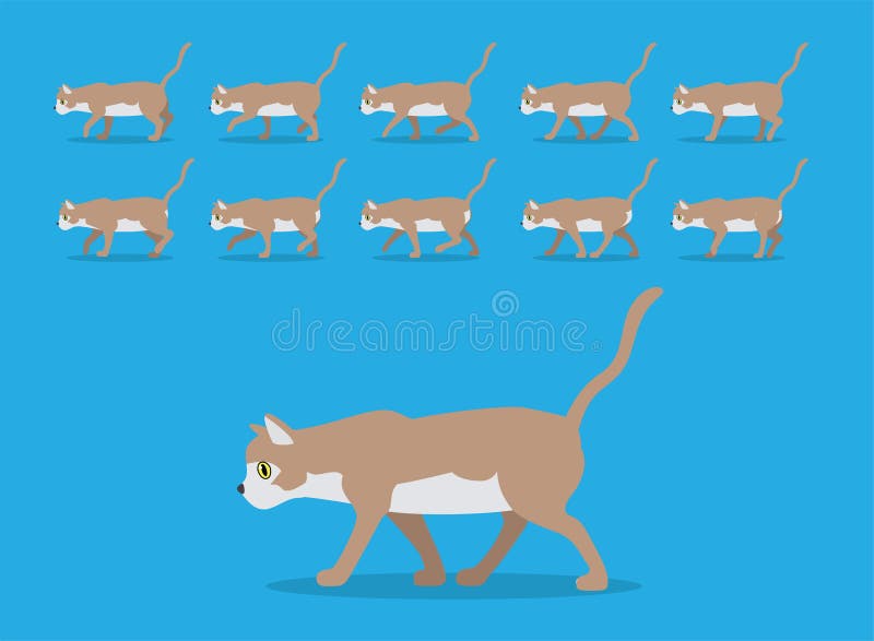 Animal Animation Sequence Cat Burmilla Cartoon Vector Fawn Coat Stock ...
