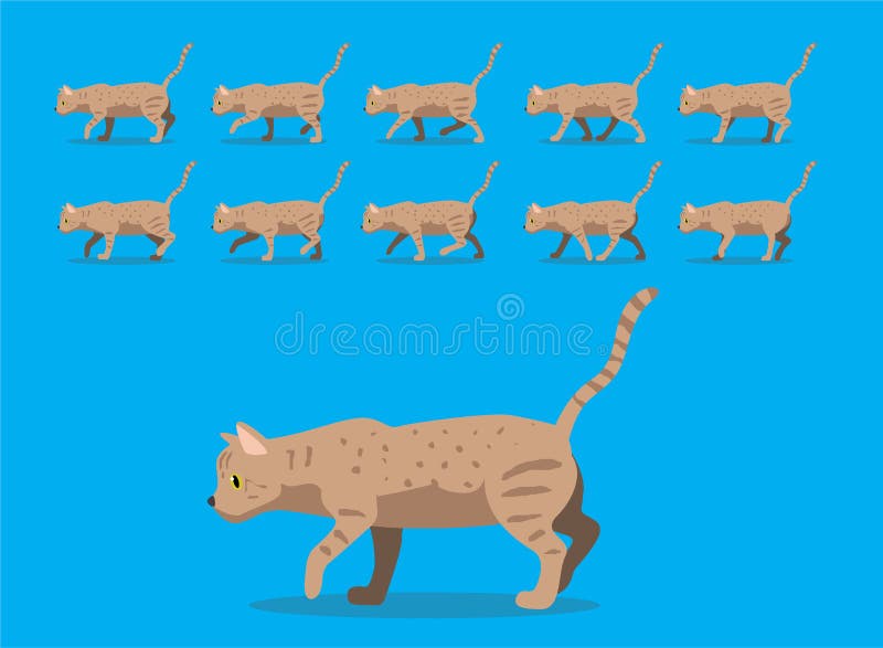 Animal Animation Sequence Cat Australian Mist Cartoon Vector Stock ...
