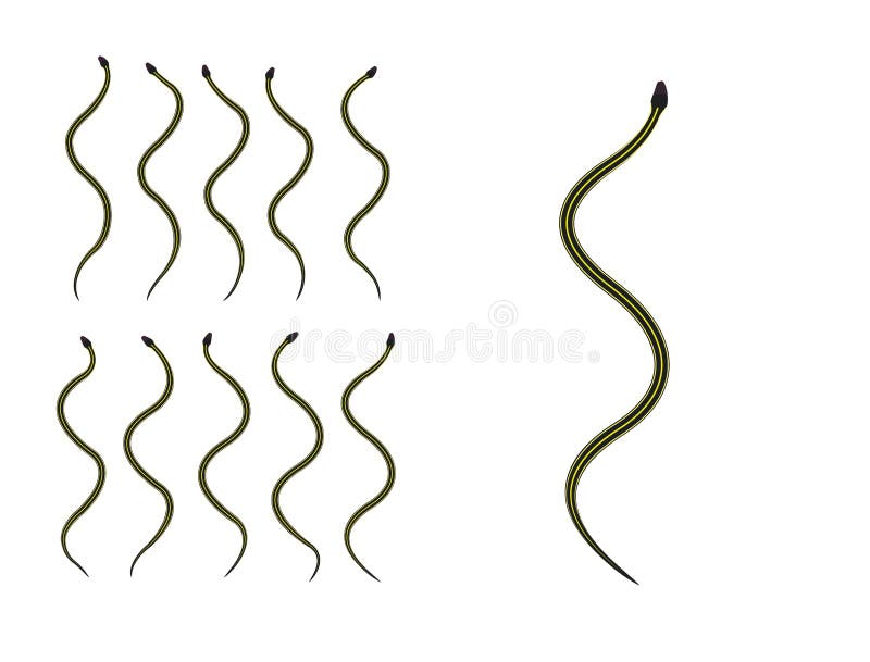 Animal Animation Sequence Garter Snake Cartoon Vector Stock Vector ...