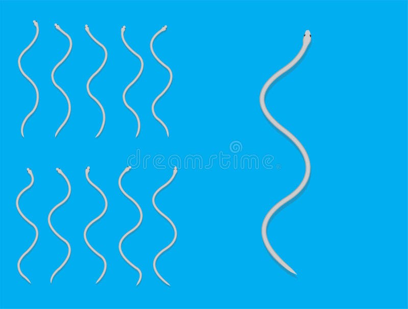 Animal Animation Sequence Texas Rat Snake Cartoon Vector Stock Vector ...