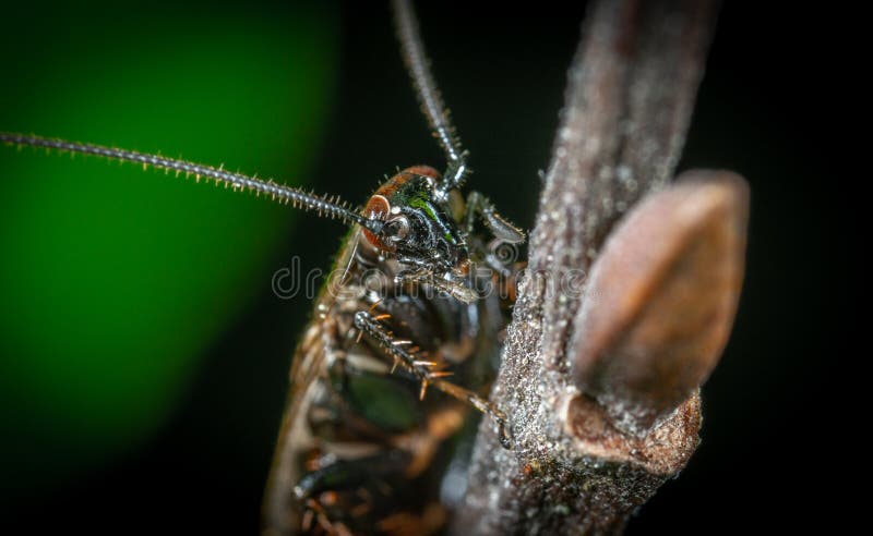 Animal, Antenna, Beetle Picture. Image: 118598899