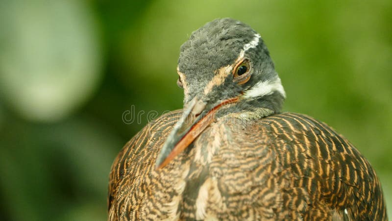 Animal, Avian, Beak stock photo. Image of color, beak - 109890256