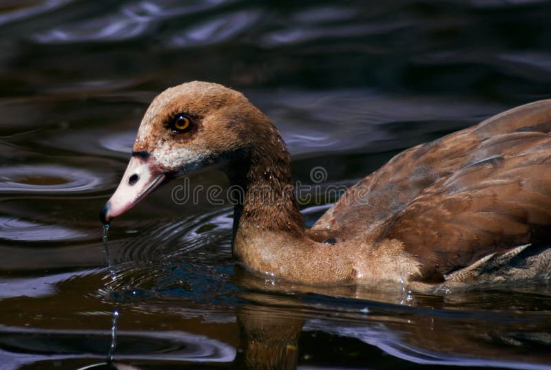 Animal, Avian, Beak Picture. Image: 109903161