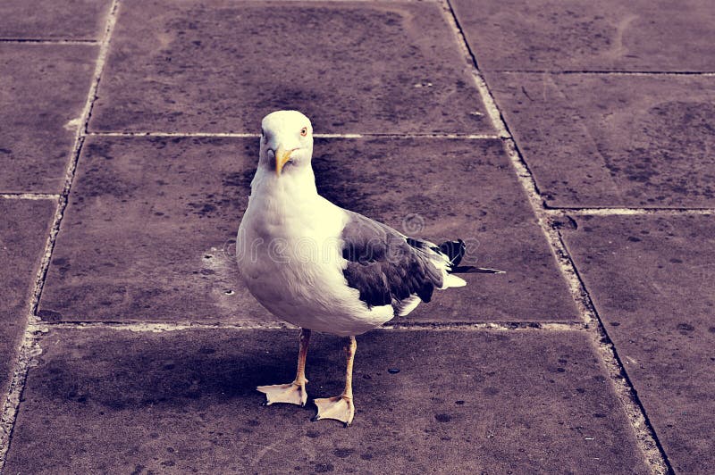 Animal, Avian, Beak Picture. Image: 109903634