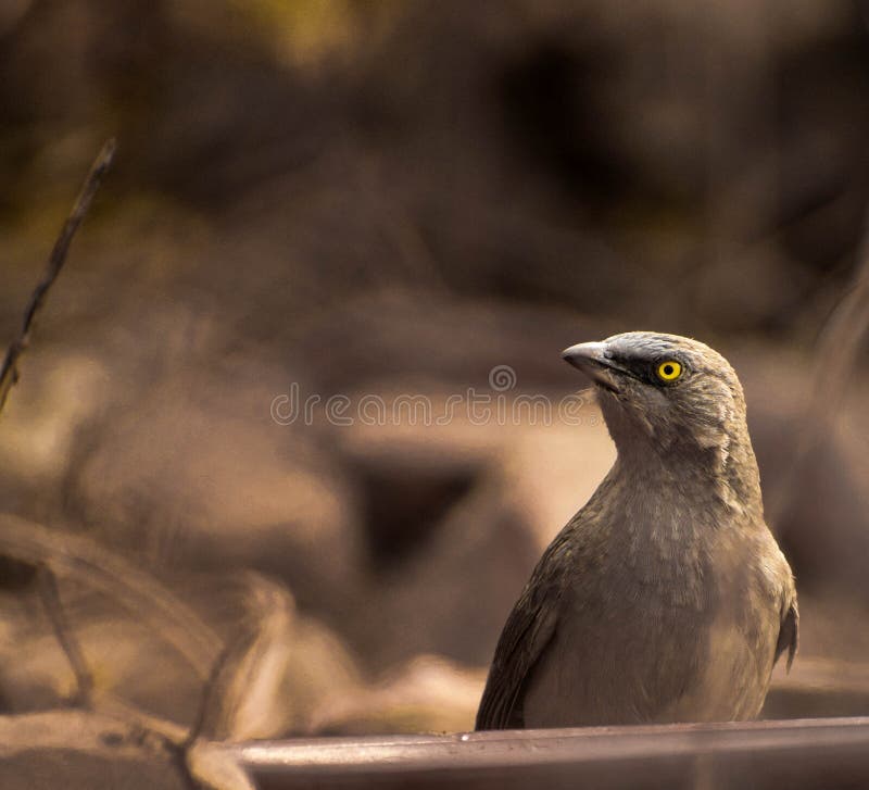 Animal, Avian, Beak stock photo. Image of finch, wildlife - 109906160