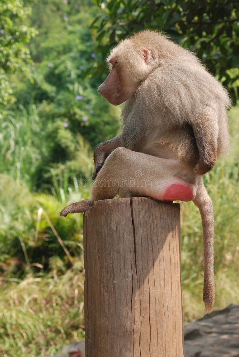 Baboon Buttocks Stock Photos - Free & Royalty-Free Stock Photos from ...