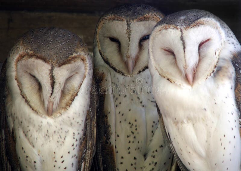 Animal - barn owl stock photo. Image of animal, bill, cute - 221444