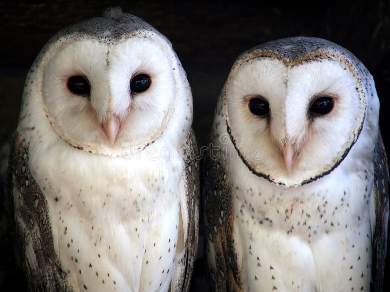 Animal - barn owl stock image. Image of detail, feather - 227671