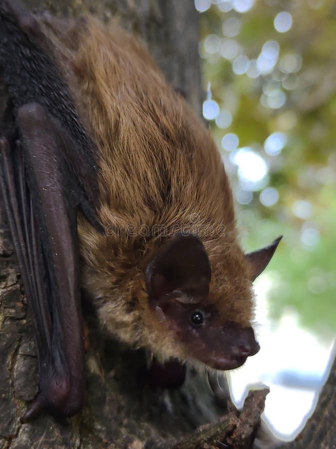 Animal Bat Tree Brown Cute Beauty Stock Photo - Image of beauty, tree ...