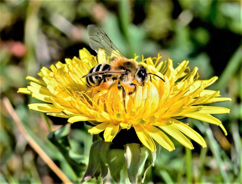 Animal, Beautiful, Bee Picture. Image: 109896299