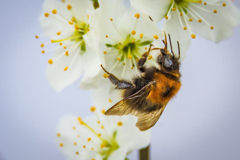 Animal, Beautiful, Bee Picture. Image: 109897017