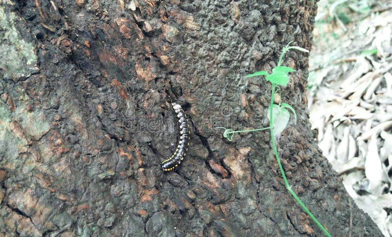 Animal stock image. Image of roaming, animal, tree, beautiful - 124710343