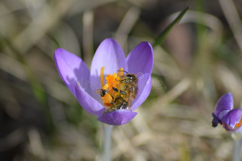 Animal stock photo. Image of landscape, spring, bees - 87779842