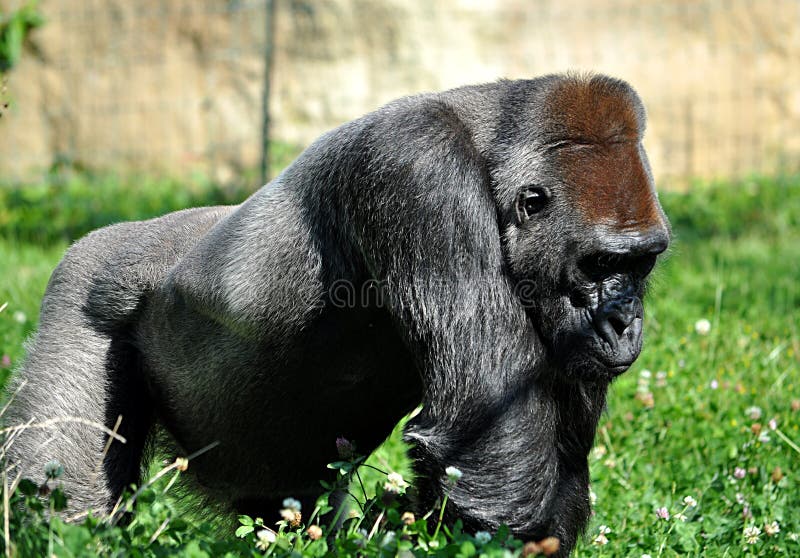 Big monkey gorilla stock image. Image of head, fauna - 165324975