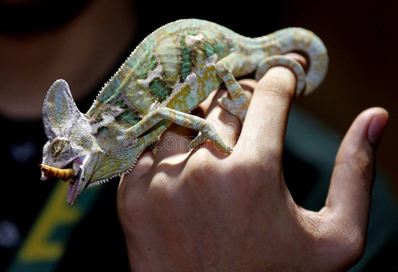 Animal, Biology, Blurred stock photo. Image of feeding - 109917294