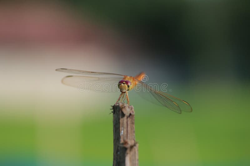 Animal, Biology, Blurred Picture. Image: 112565138