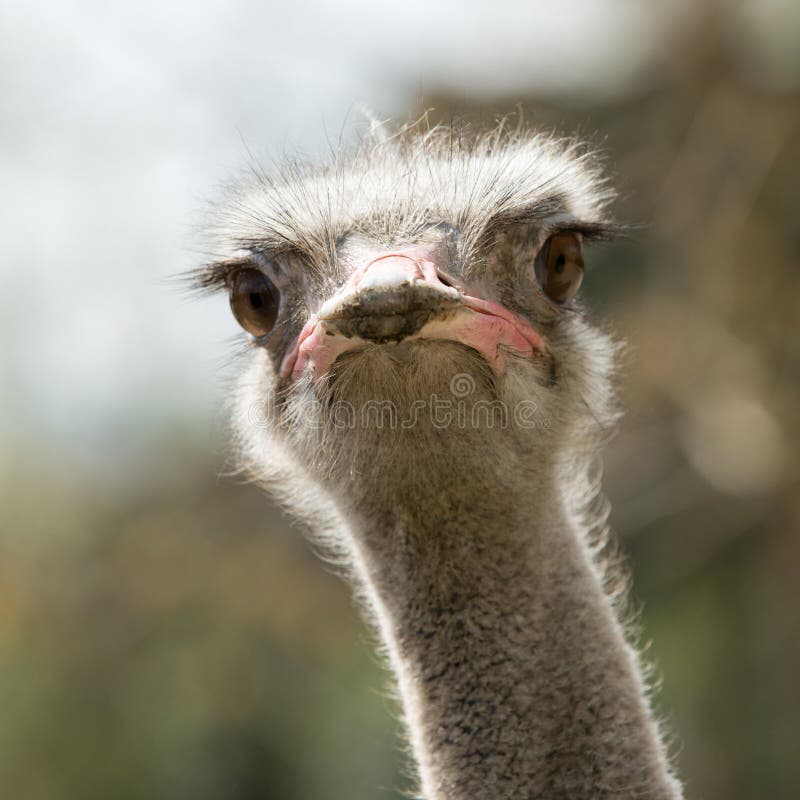 Animal Bird head texture stock image. Image of black - 82929157