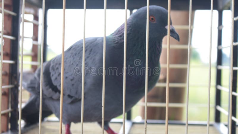 Racing Pigeon Waiting for Practice Stock Photo - Image of glass, pigeon ...