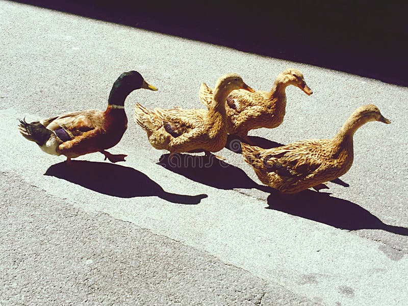 Duck group on a walk stock image. Image of animal, road - 103697197