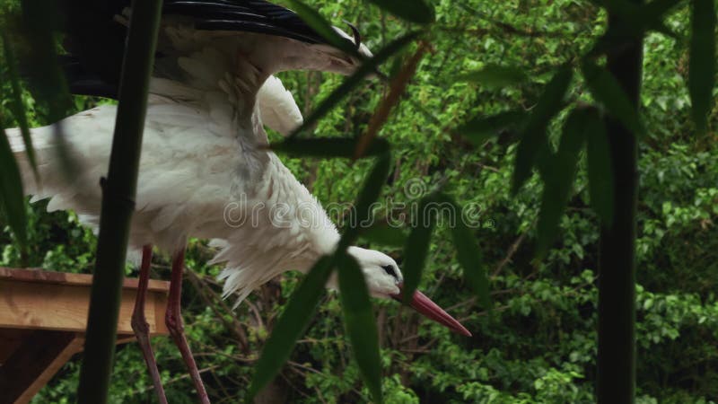 Animal Bird Stork in Nature Stock Video - Video of funny, white: 377856659