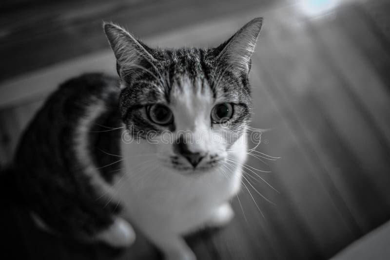 Animal, Black-and-white, Blurred Picture. Image: 109929315