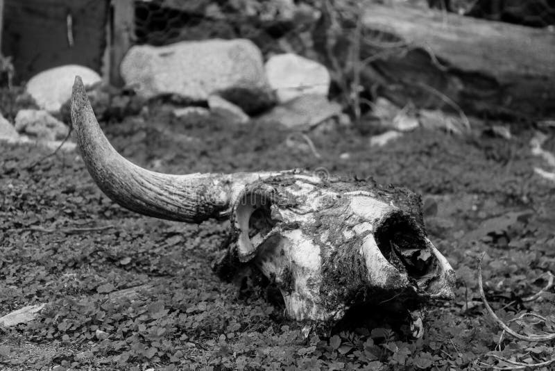 Skeleton Behind Bars Stock Photos - Free & Royalty-Free Stock Photos ...