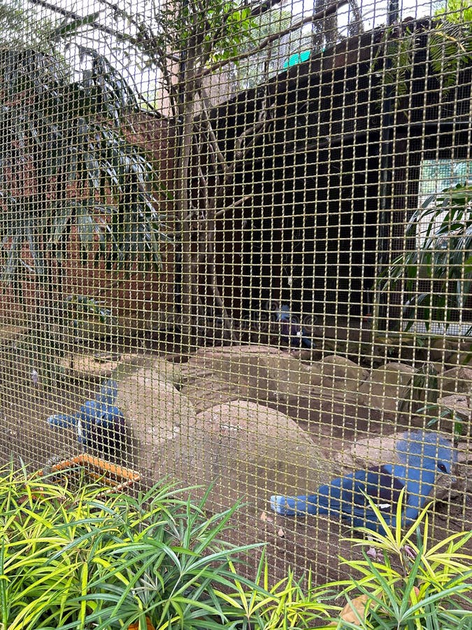 Animal Blue Bird Dove in a Cage at the Zoo Stock Photo - Image of bird ...