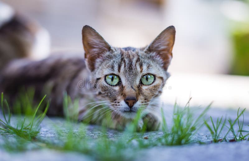 Animal, Blur, Cat, Cat Picture. Image: 102226105