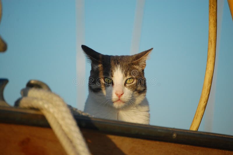 Animal on a boat : cat stock image. Image of harbour - 142167255