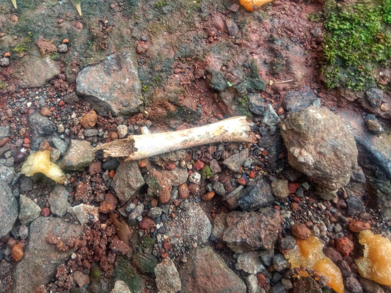 An Animal Bone on the Ground Stock Photo - Image of eats, ground: 227915592