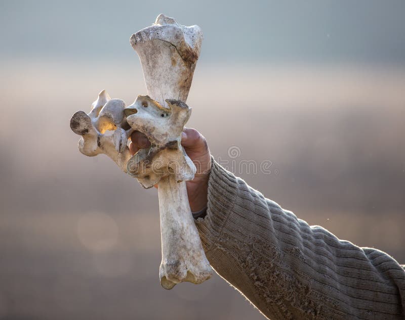 Animal bone in man`s hand stock photo. Image of farm - 142767594
