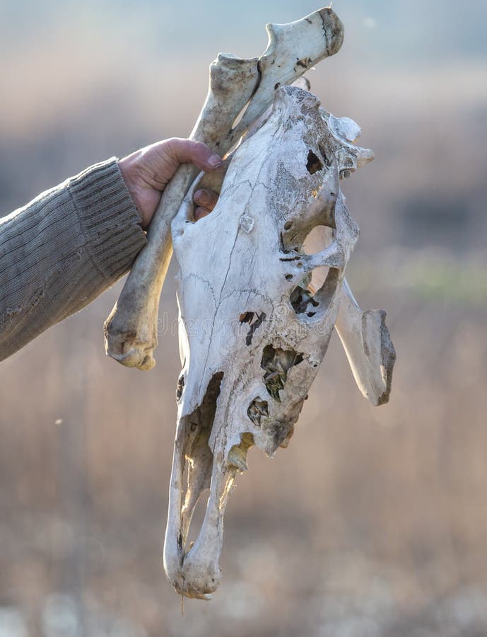 Animal bone in man`s hand stock photo. Image of skull - 142767600