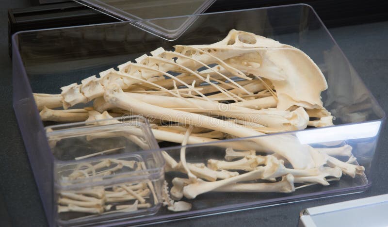Animal bones stock image. Image of skeleton, animal, wildlife - 81359861
