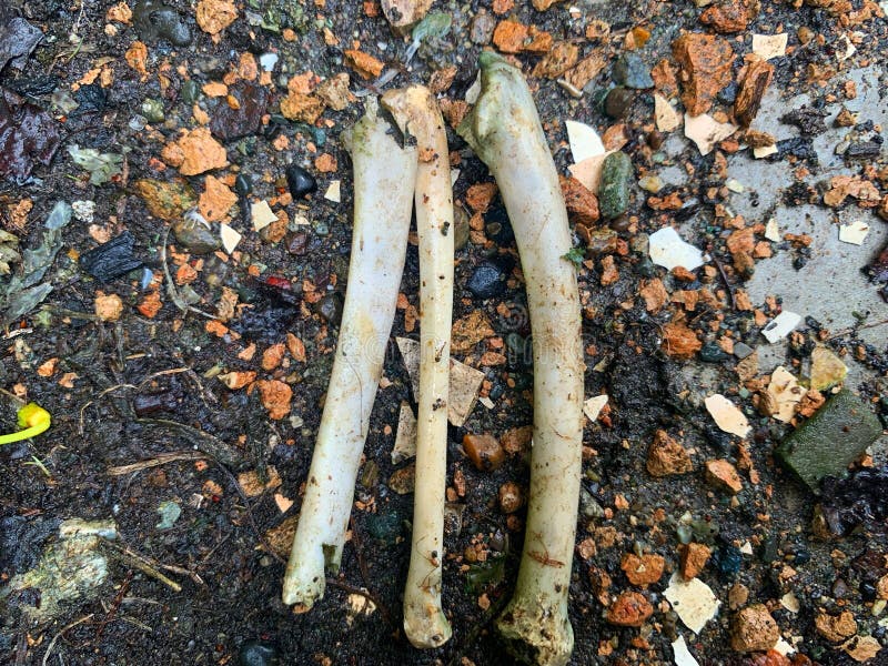 Animal bones on the ground stock photo. Image of brown - 312911276