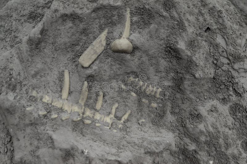 Animal bones inside rock stock image. Image of colossal - 101323167