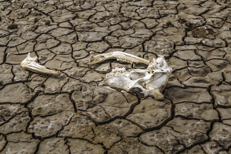 Animal Bones at Mud Cracked Ground Stock Photo - Image of death, dead ...