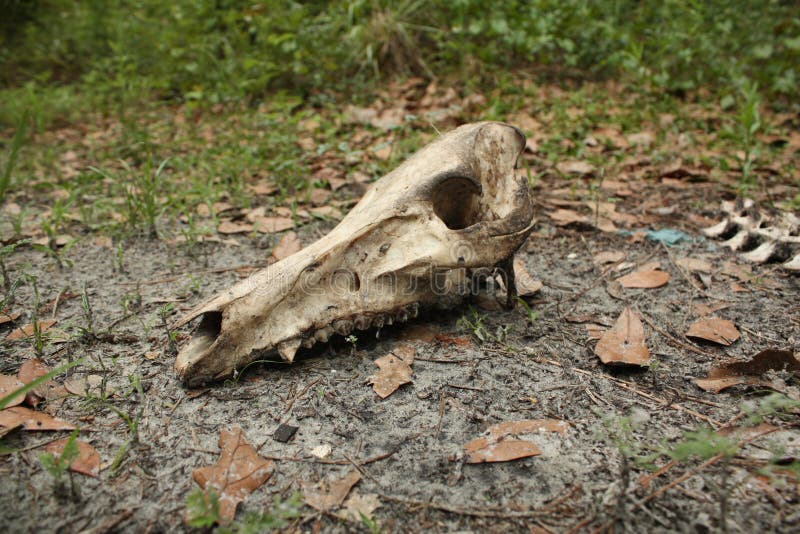 Animal bones stock image. Image of molar, skeleton, mandible - 40977037