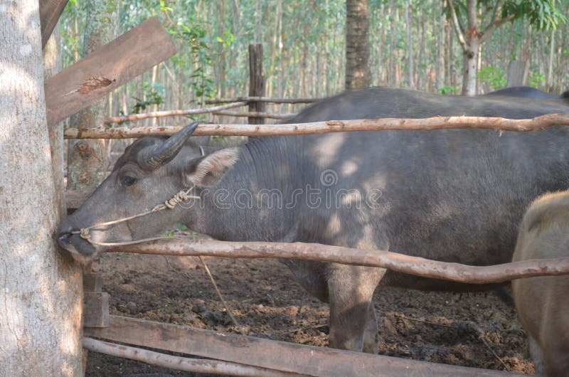 Animal buffalo stock photo. Image of nature, plant, buffalo - 136508256
