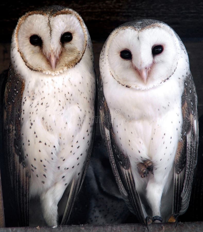 Tres Buhos Lindos Fotos - Libres de Derechos y Gratuitas de Dreamstime