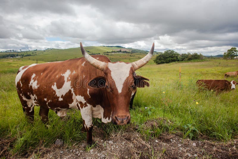 Animal Bull Cow Horns stock photo. Image of cows, dangerous - 29045354