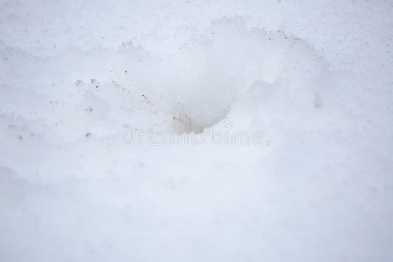Animal burrow stock photo. Image of brown, background - 99714488