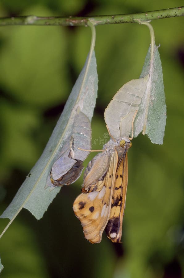 Animal stock image. Image of butterfly, animal, outdoors - 81600137