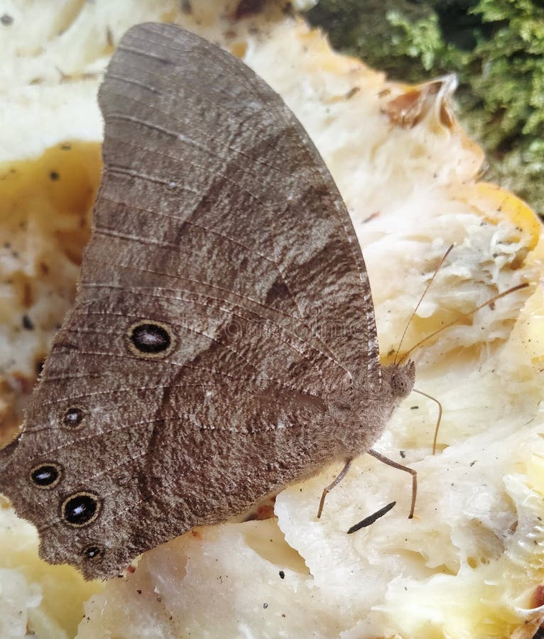 Animal Butterfly Brown Pineapple Stock Photo - Image of food, dish ...