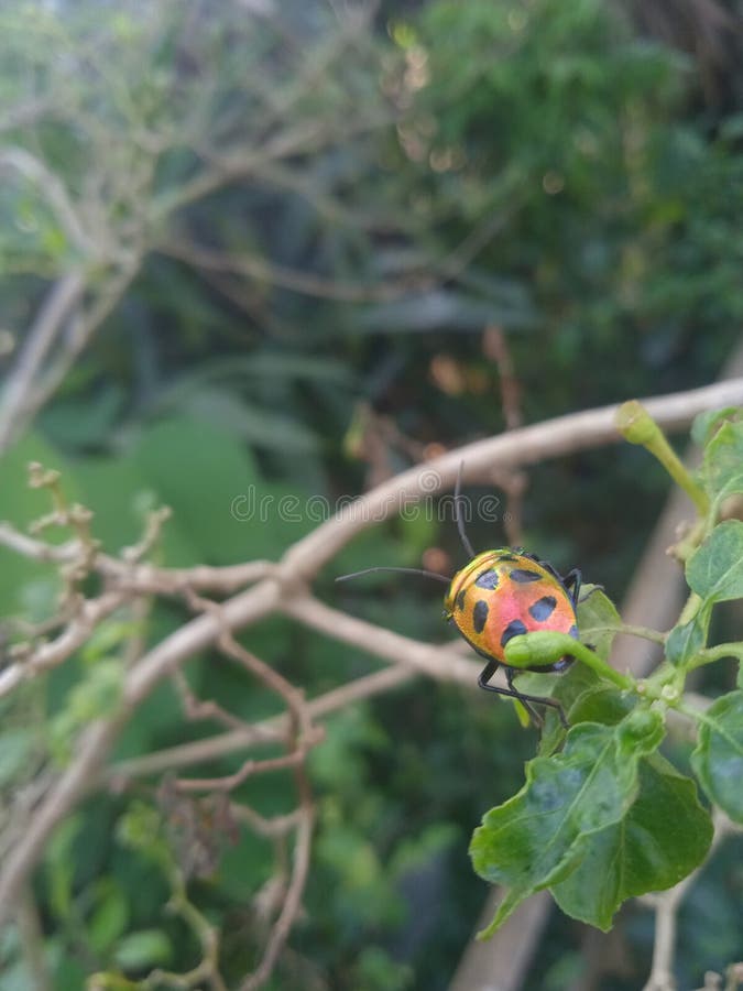 This Animal is Called a Ladybug Stock Image - Image of called, ladybug ...