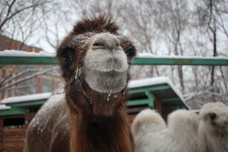 An Animal Camel in Siberia Looks Cold in the Snow with Its Muzzle Stock ...