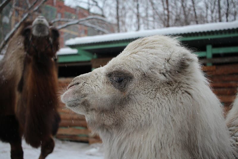 109 Polar Camel Stock Photos - Free & Royalty-Free Stock Photos from ...
