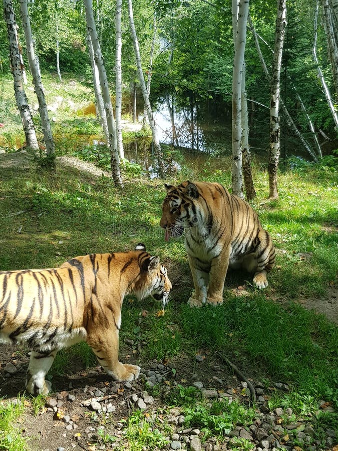 Animal canada stock image. Image of tiger, canada, animal - 136738479