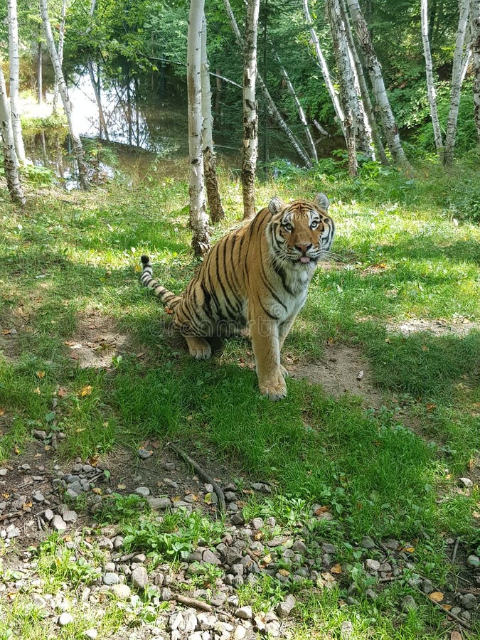Animal canada stock photo. Image of tiger, canada, animal - 136738566