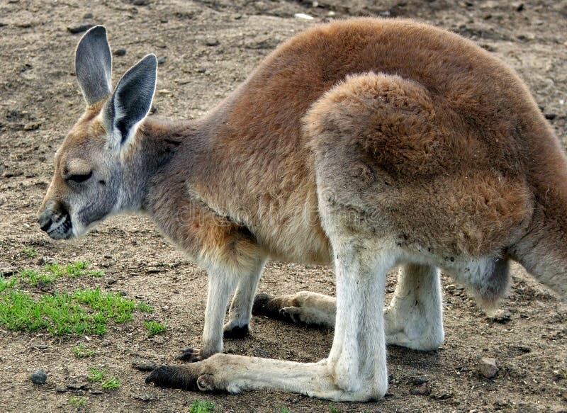 Animal - canguru imagem de stock. Imagem de animal, australiano - 226479