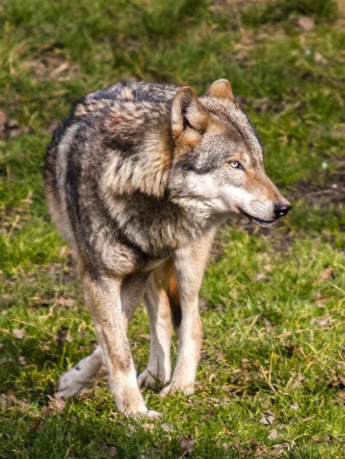 Animal, Canine, Carnivore stock image. Image of snout - 109899121
